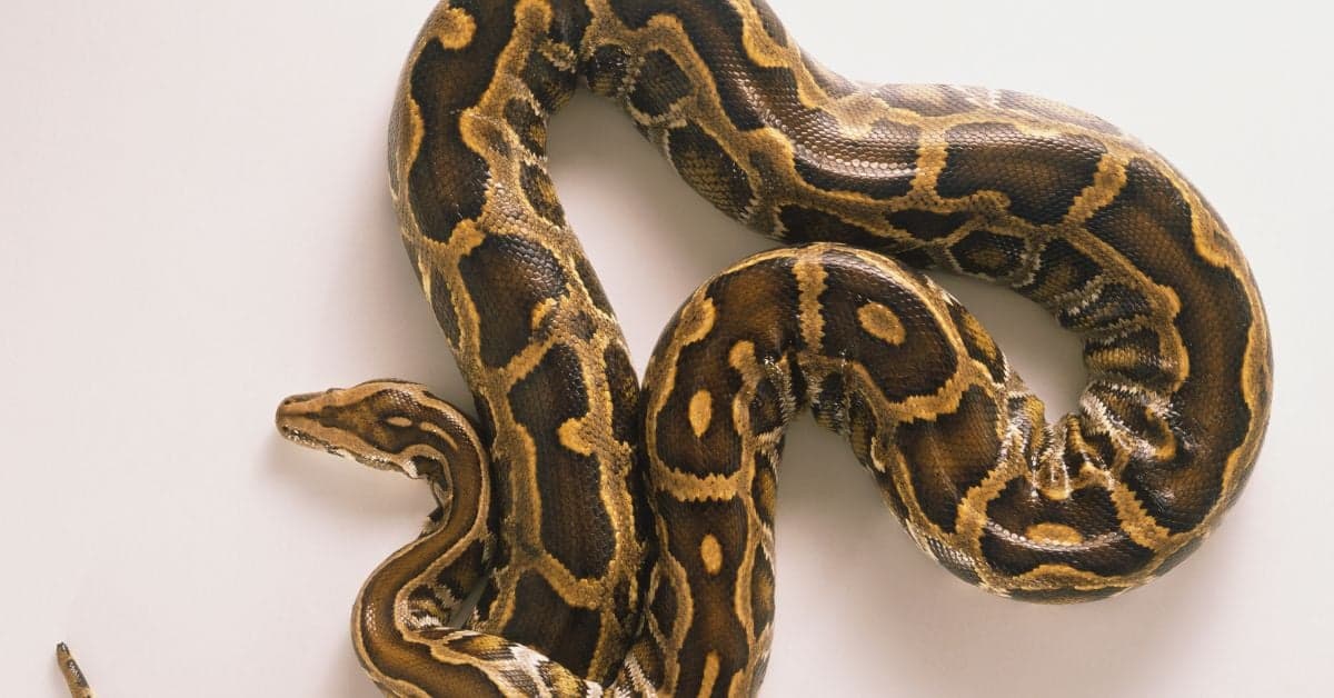 Thai Man Bitten by Python in Toilet | Perigon